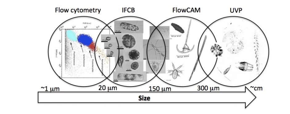 Plankton Imaging Lab | School of Marine Sciences, University of Maine
